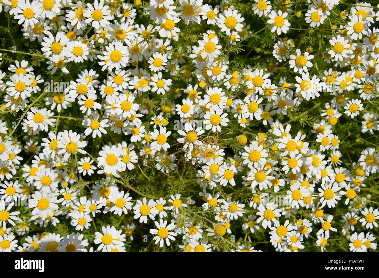 Chamomile flowers. Pharmaceutical camomile. Medicinal plant chamomile ...