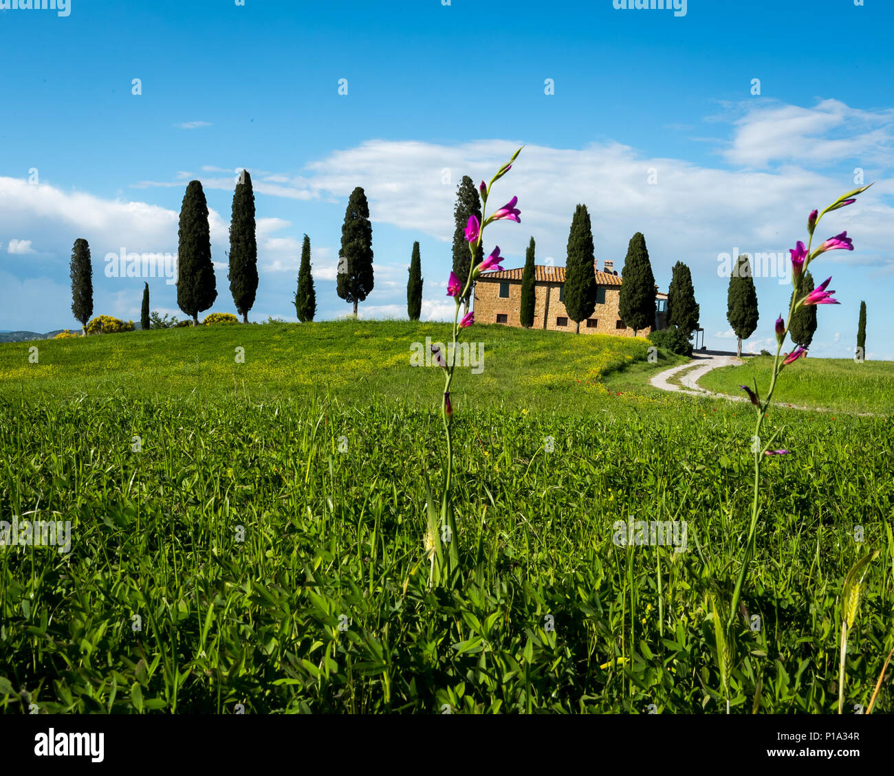 The beauty of the Val d'Orcia in Tuscany , Italy Stock Photo - Alamy