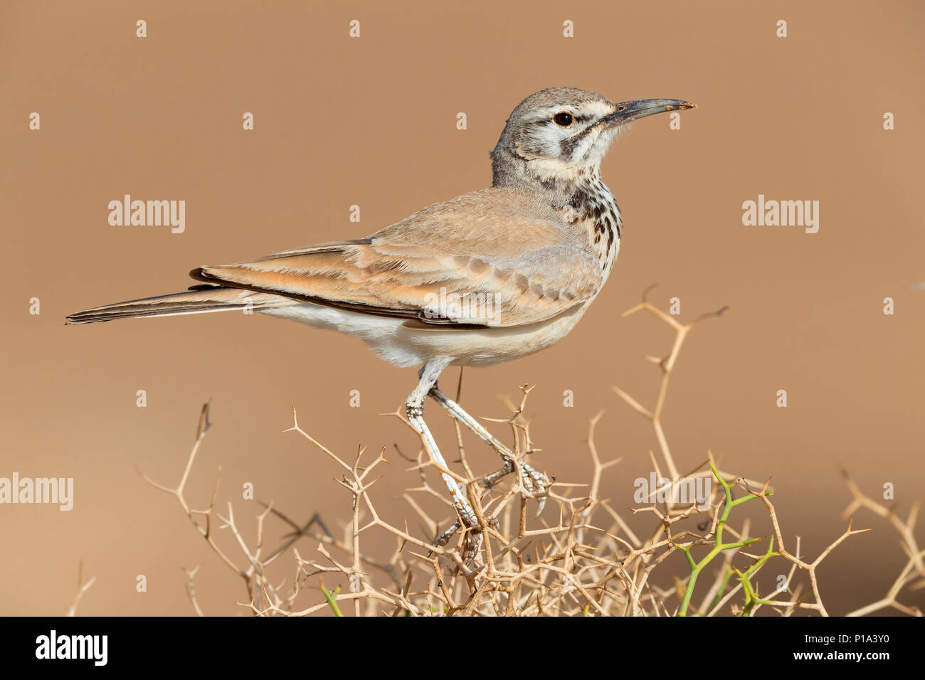 Greater hoopoe lark alaemon alaudipes hi-res stock photography and ...