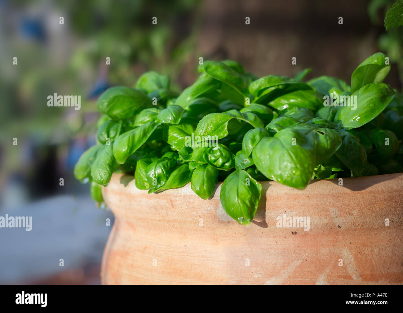 Basil plant hi-res stock photography and images - Alamy