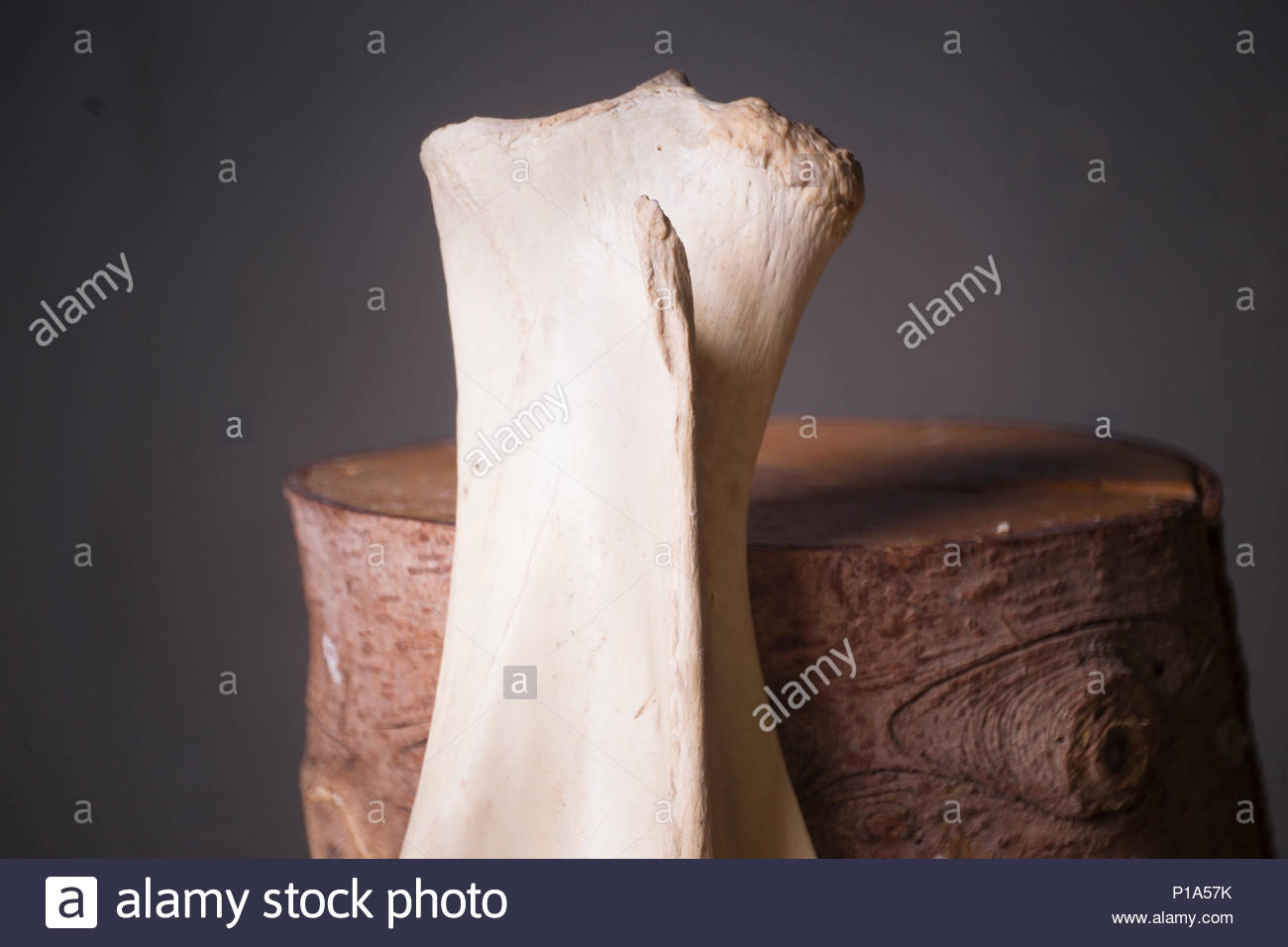 Camel Bone Stock Photos & Camel Bone Stock Images - Alamy