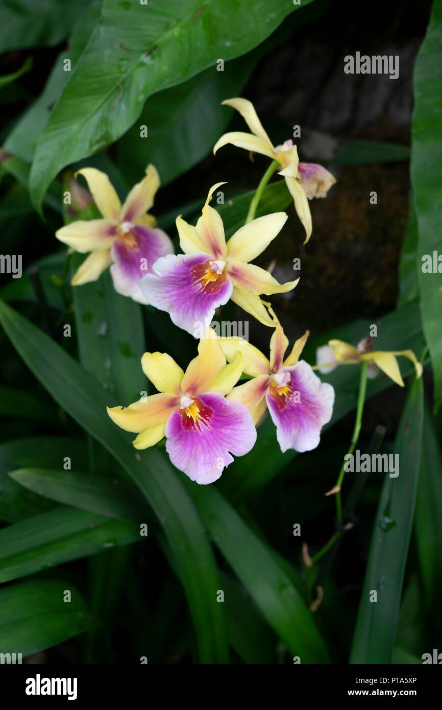 Miltonia Sunset Orchid Stock Photo - Alamy