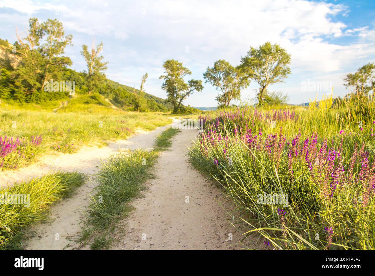 meadow path with flowers Stock Photo - Alamy