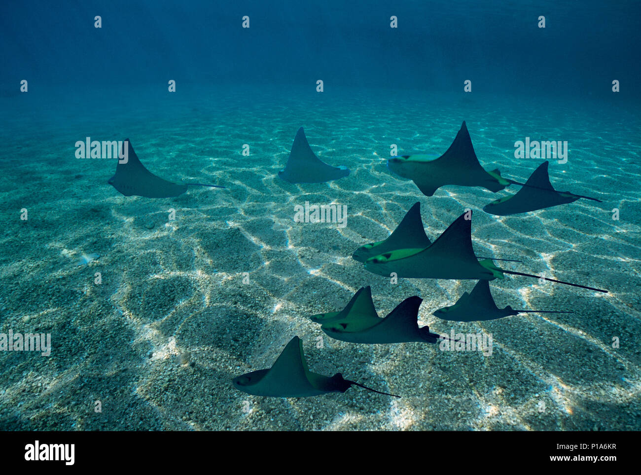School of Pacific Cownose Rays (Rhinoptera steindachneri) glide above ...