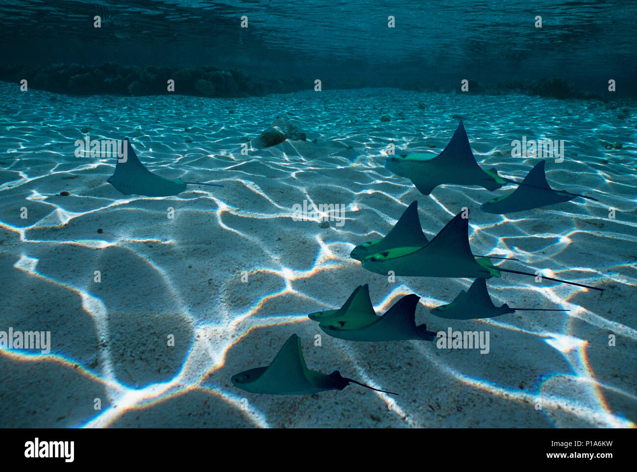 School of Pacific Cownose Rays (Rhinoptera steindachneri) glide above ...