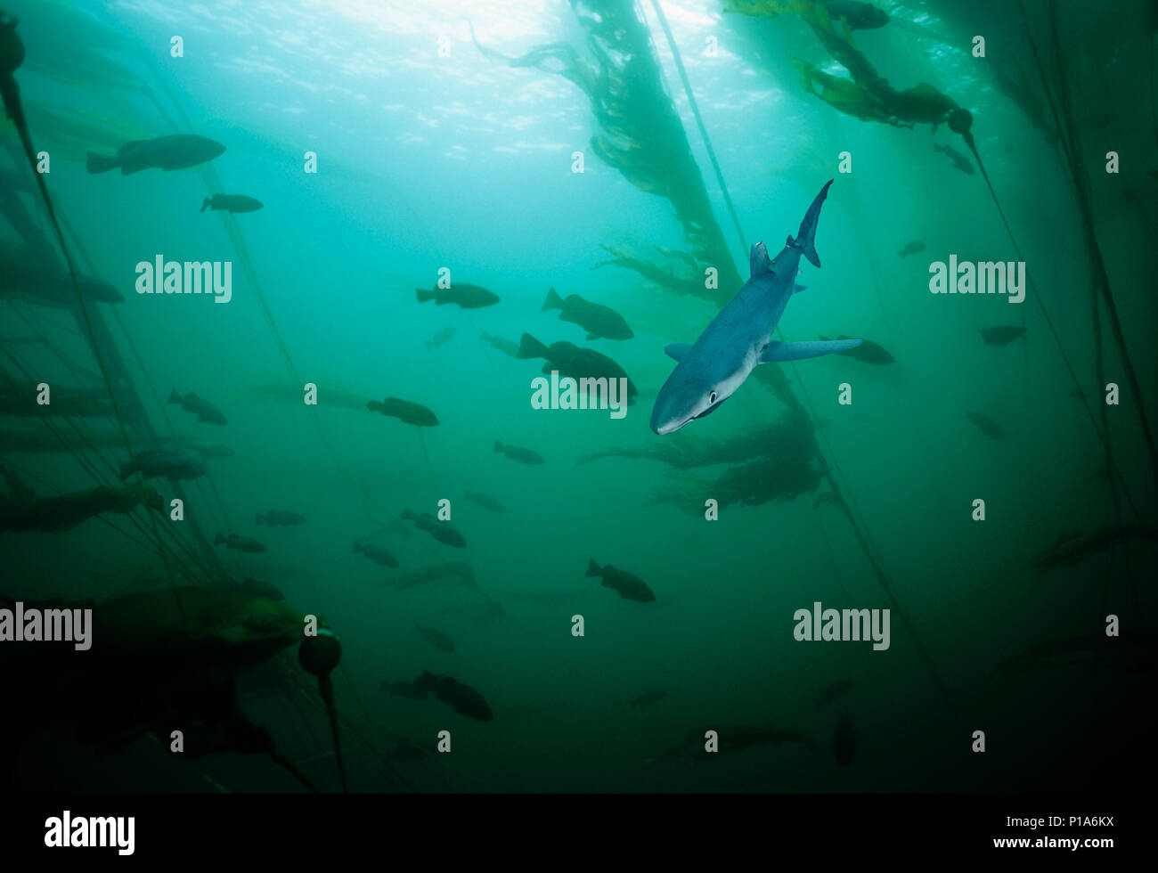 Blue shark prionace glauca california hi-res stock photography and ...