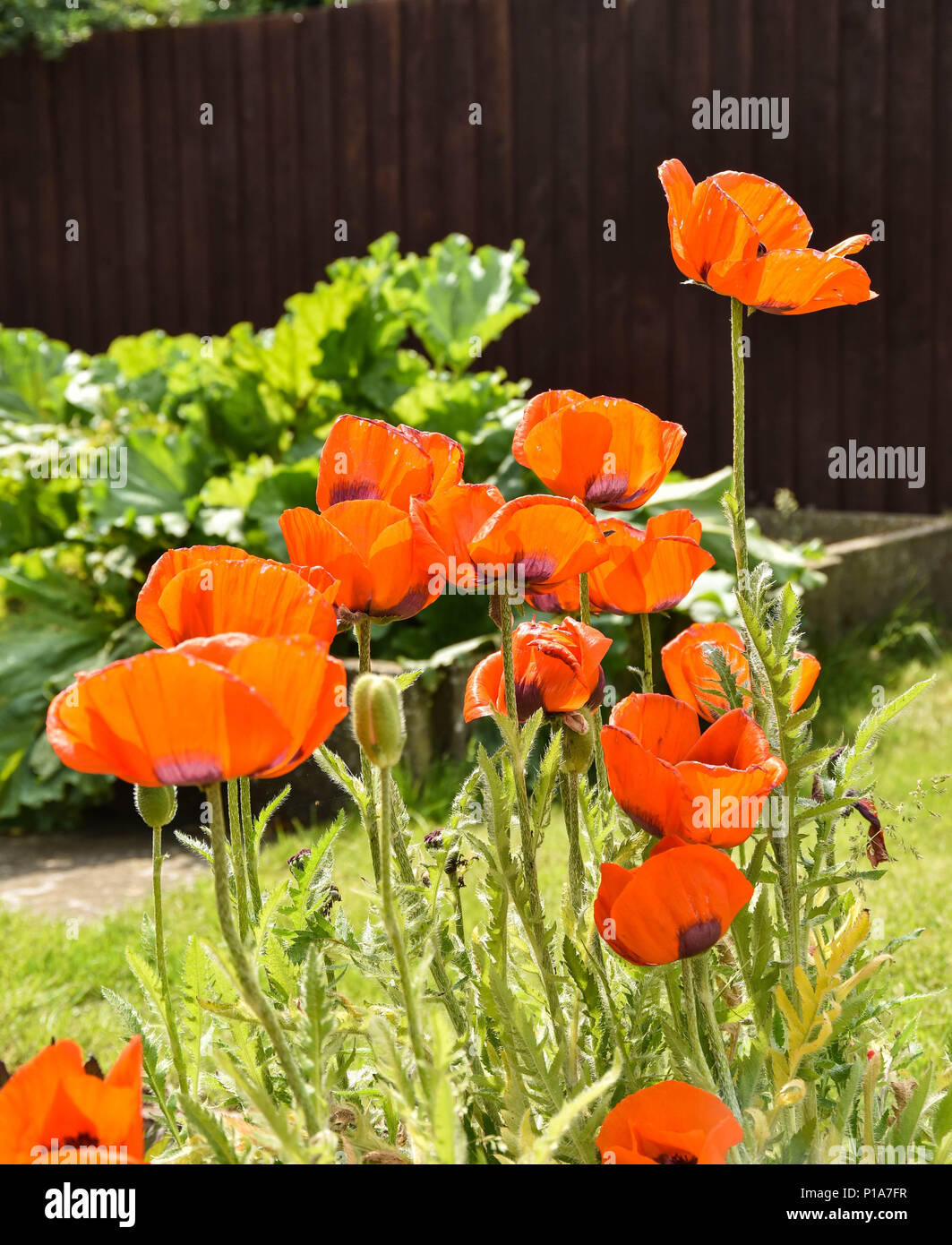 Beautiful bright red poppies close hi-res stock photography and images ...