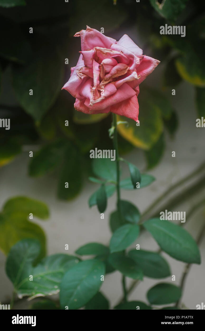 Dead rose bush hi-res stock photography and images - Alamy