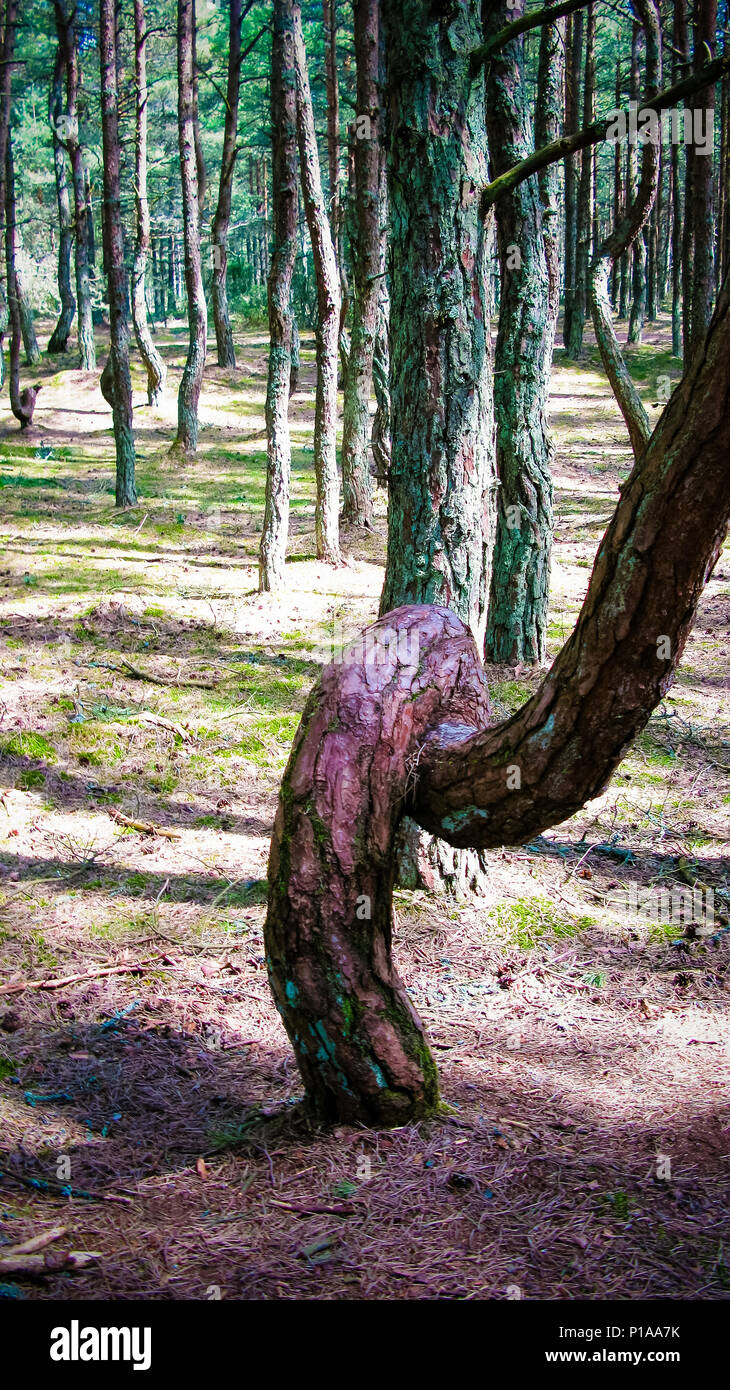 Kaliningrad forest hi-res stock photography and images - Alamy