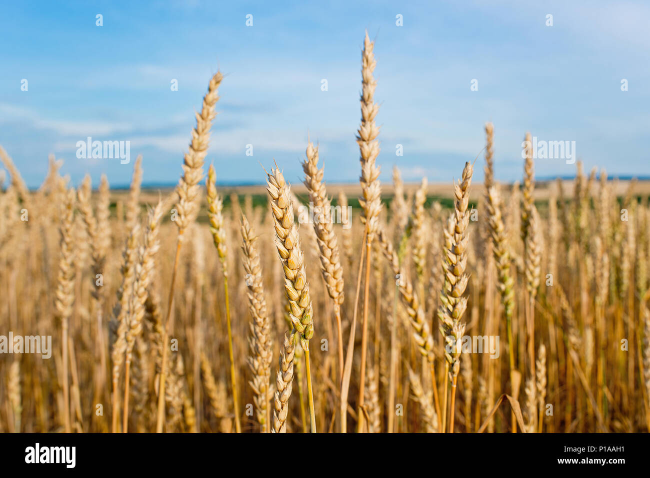 Wheat detail cereal ripe ripened field hi-res stock photography and ...