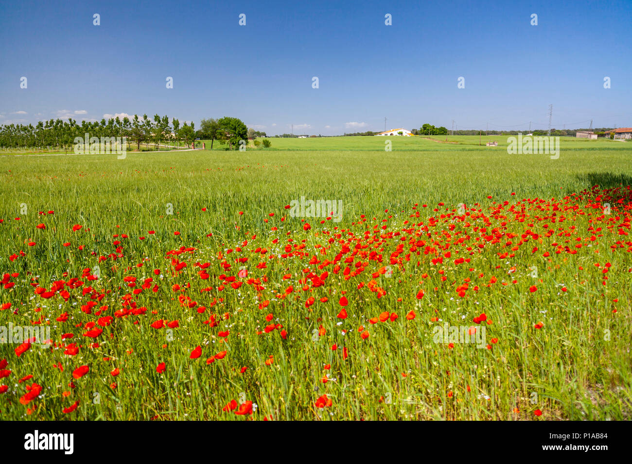 Landscape, spring day near to village of Sils,Catalonia,Spain Stock ...