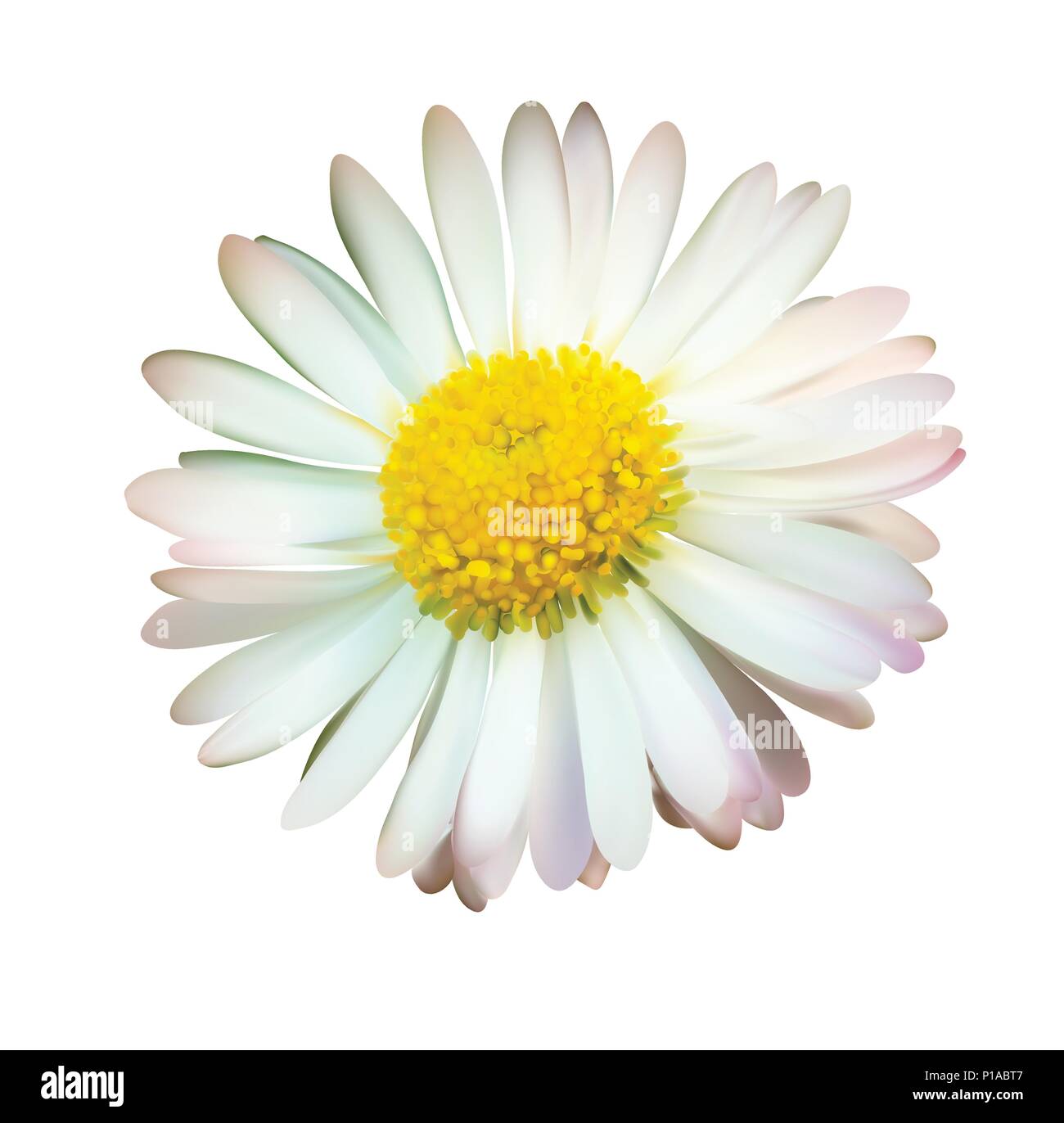 Daisy flower isolated, vector illustration Stock Vector Image & Art - Alamy