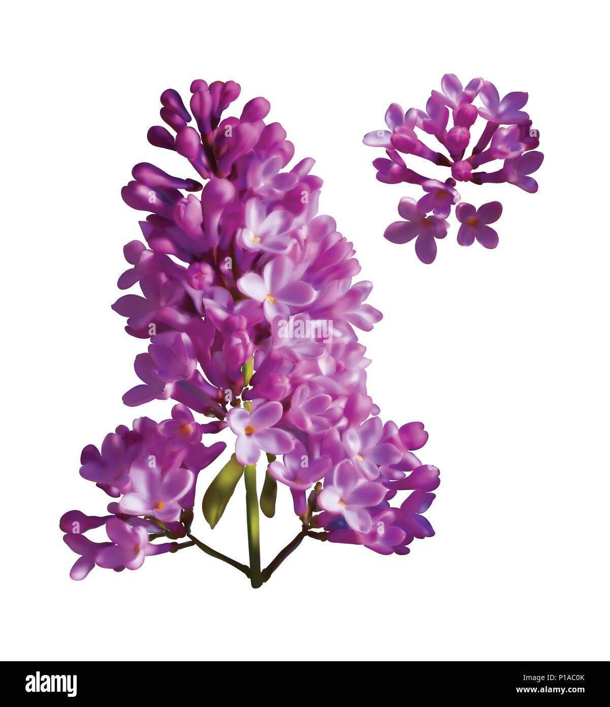 Vector set of branches of purple lilac flowers isolated on a white ...