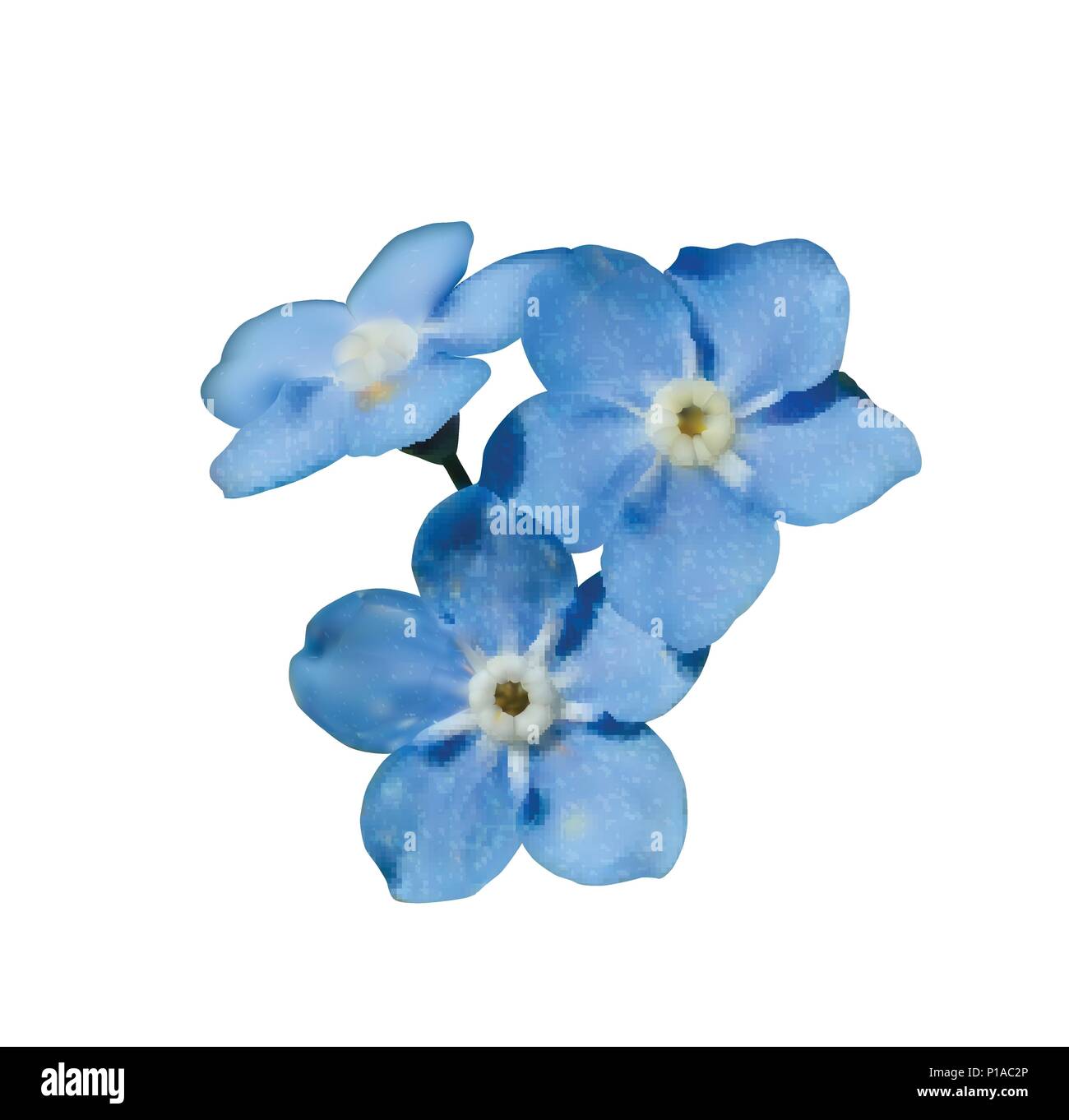 Blue forget me not spring flowers. Decorative element vector Stock ...