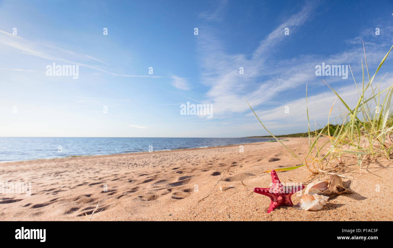 Summer beach in a tropical paradise with a seashell and starfish on ...