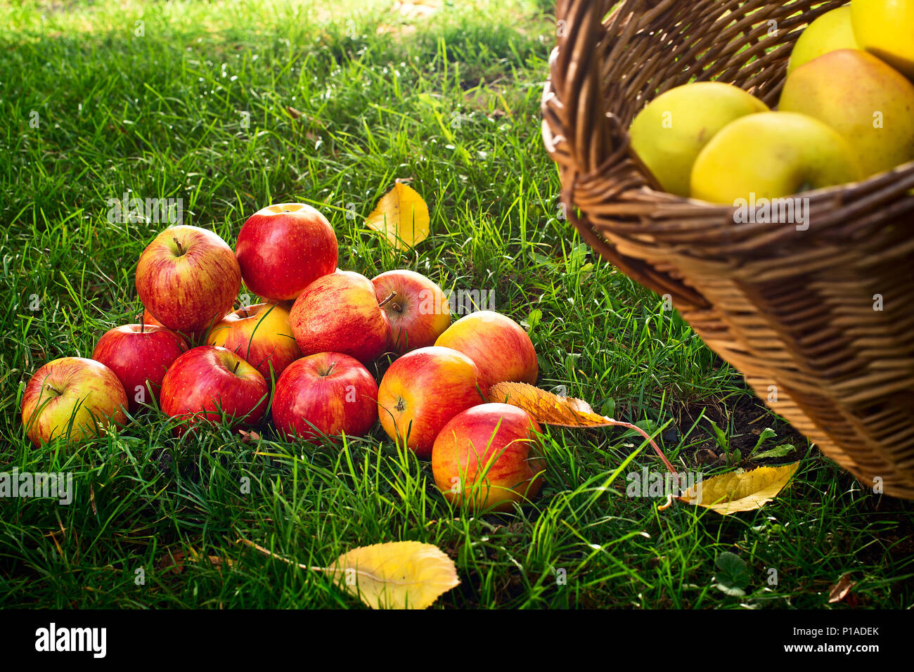 Red Apples in the Grass in the Garden Stock Photo - Alamy