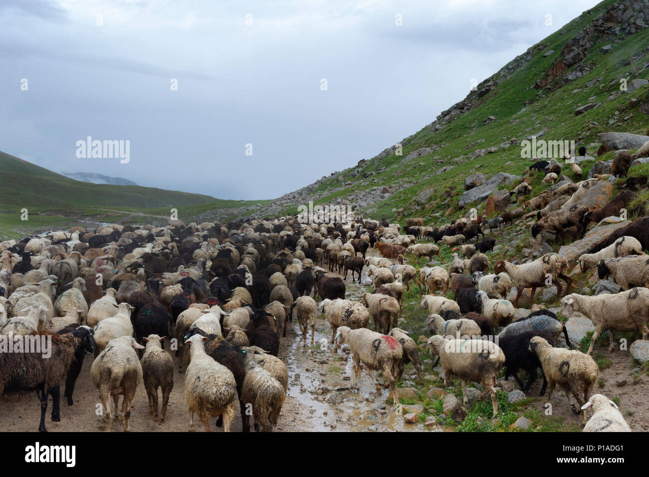 Moving Sheep Stock Photos & Moving Sheep Stock Images - Alamy