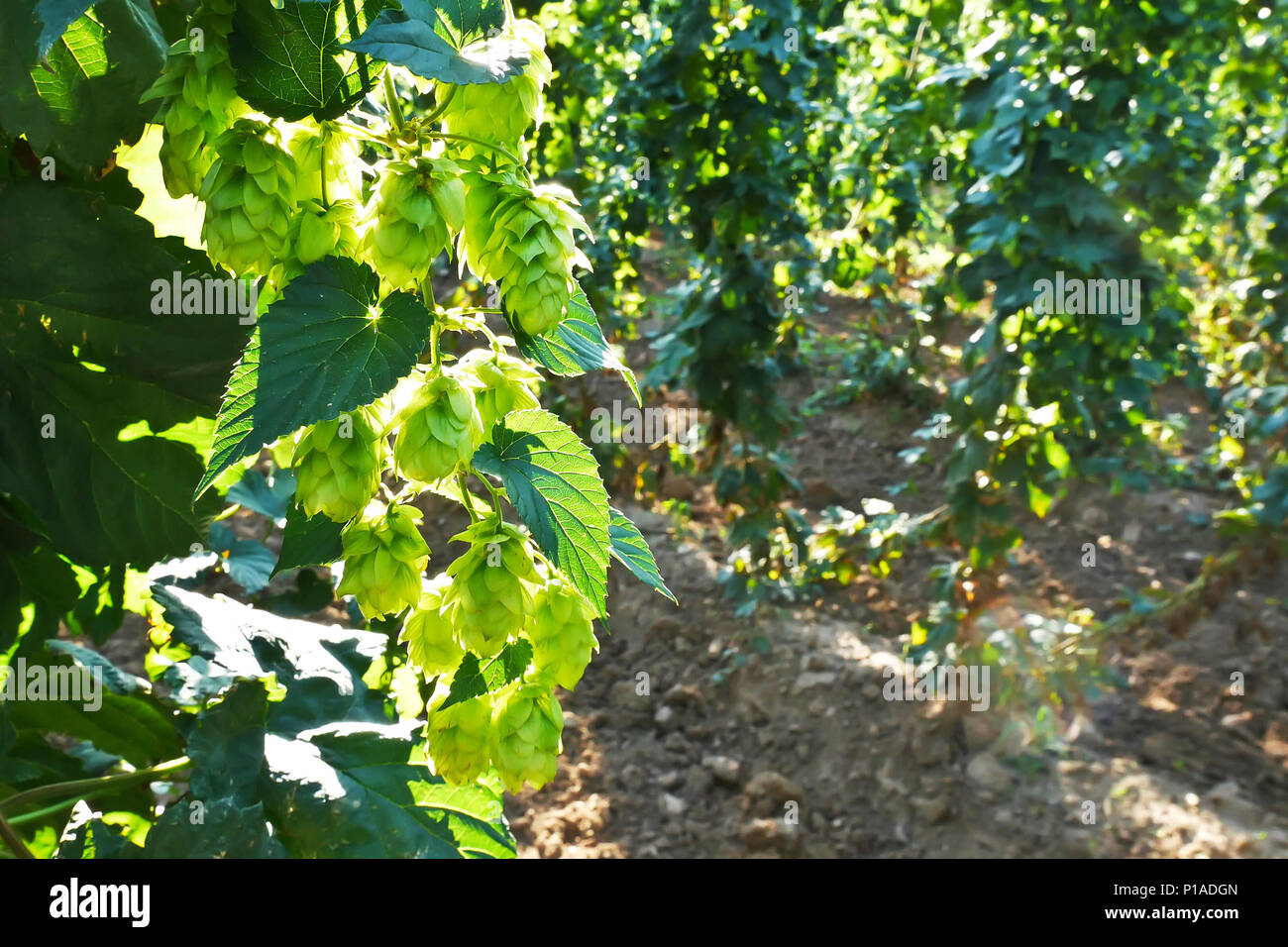Hops plant field hi-res stock photography and images - Alamy