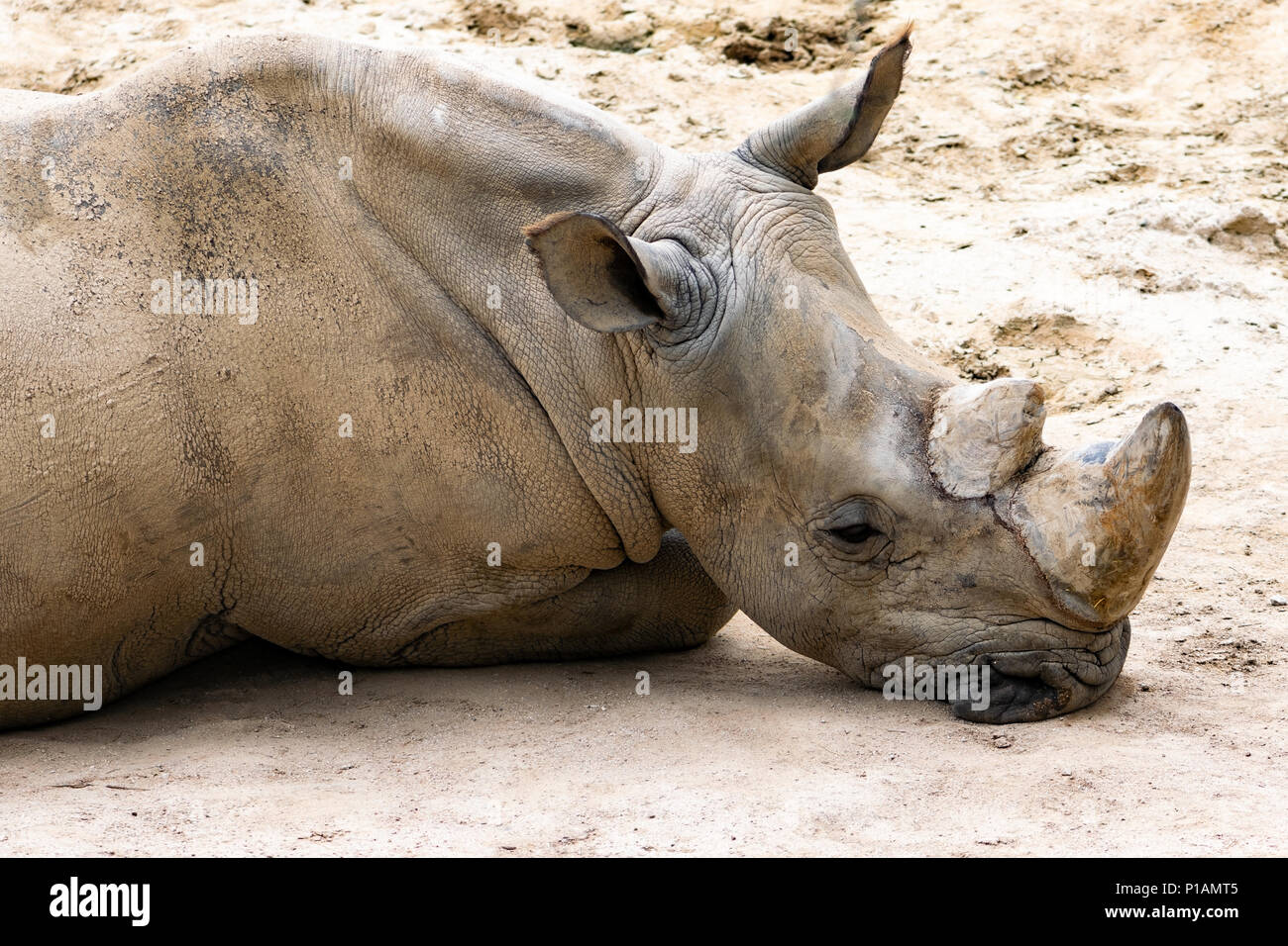 Sad rhino hi-res stock photography and images - Alamy
