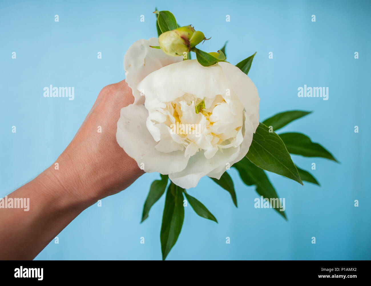 A lady's hand holding a beautiful white peony on pastel blue background ...