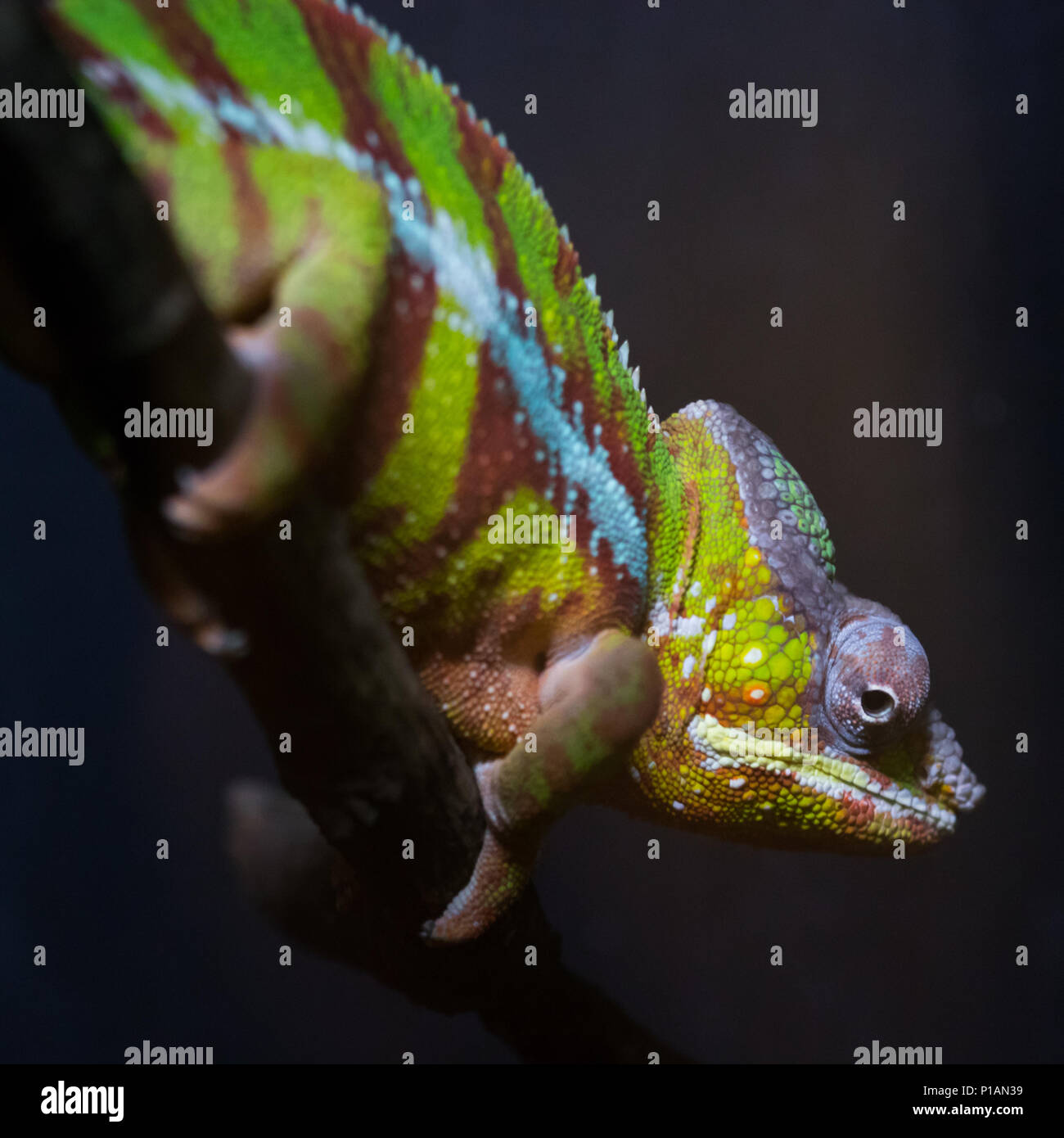 Panther chameleon feet hi-res stock photography and images - Alamy