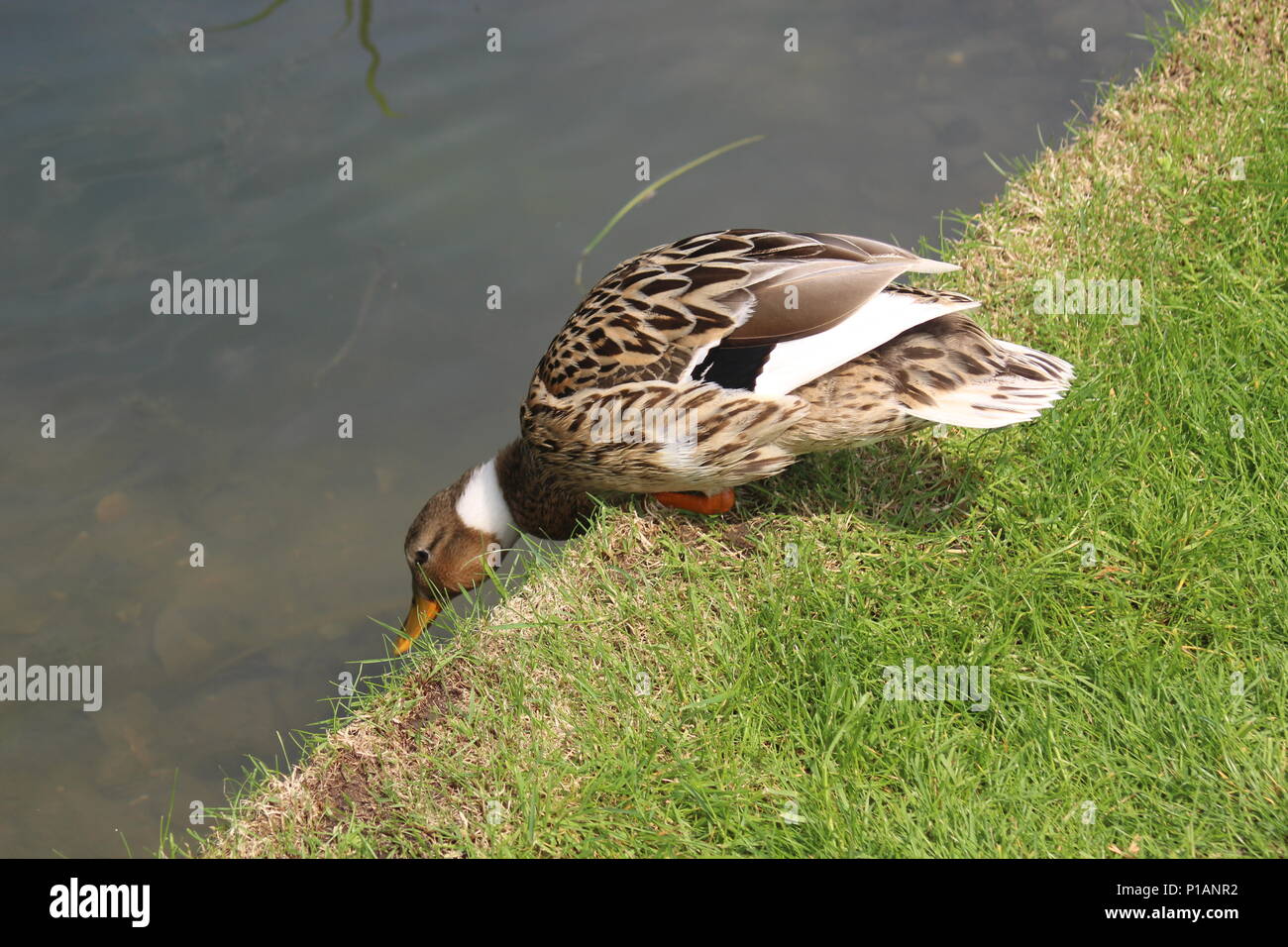 Curious Duck about to go for a dip in the lake at the botanic gardens ...