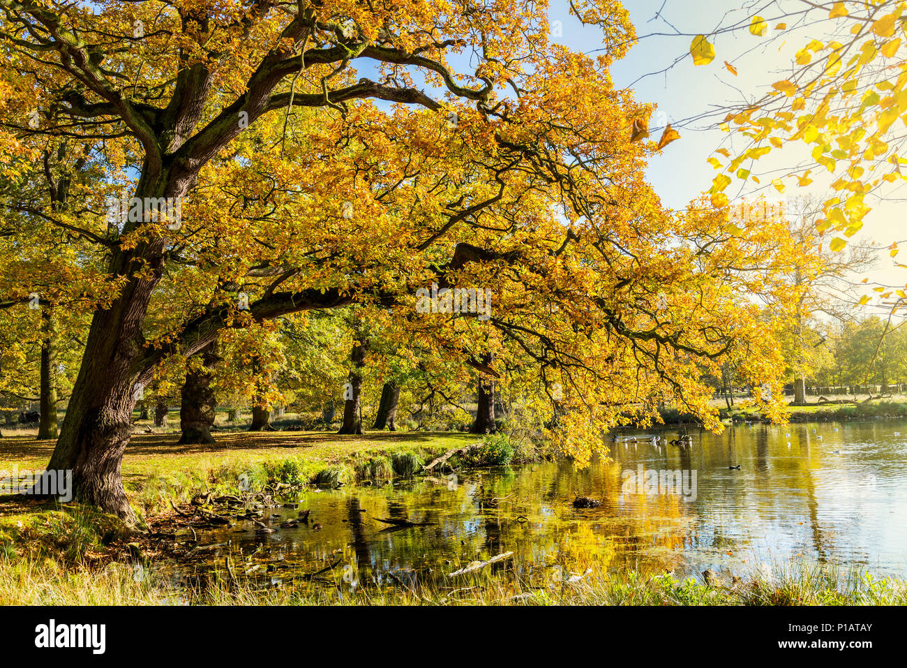 Autumn landscape. Colourful autumn trees with yellow leaves near the ...