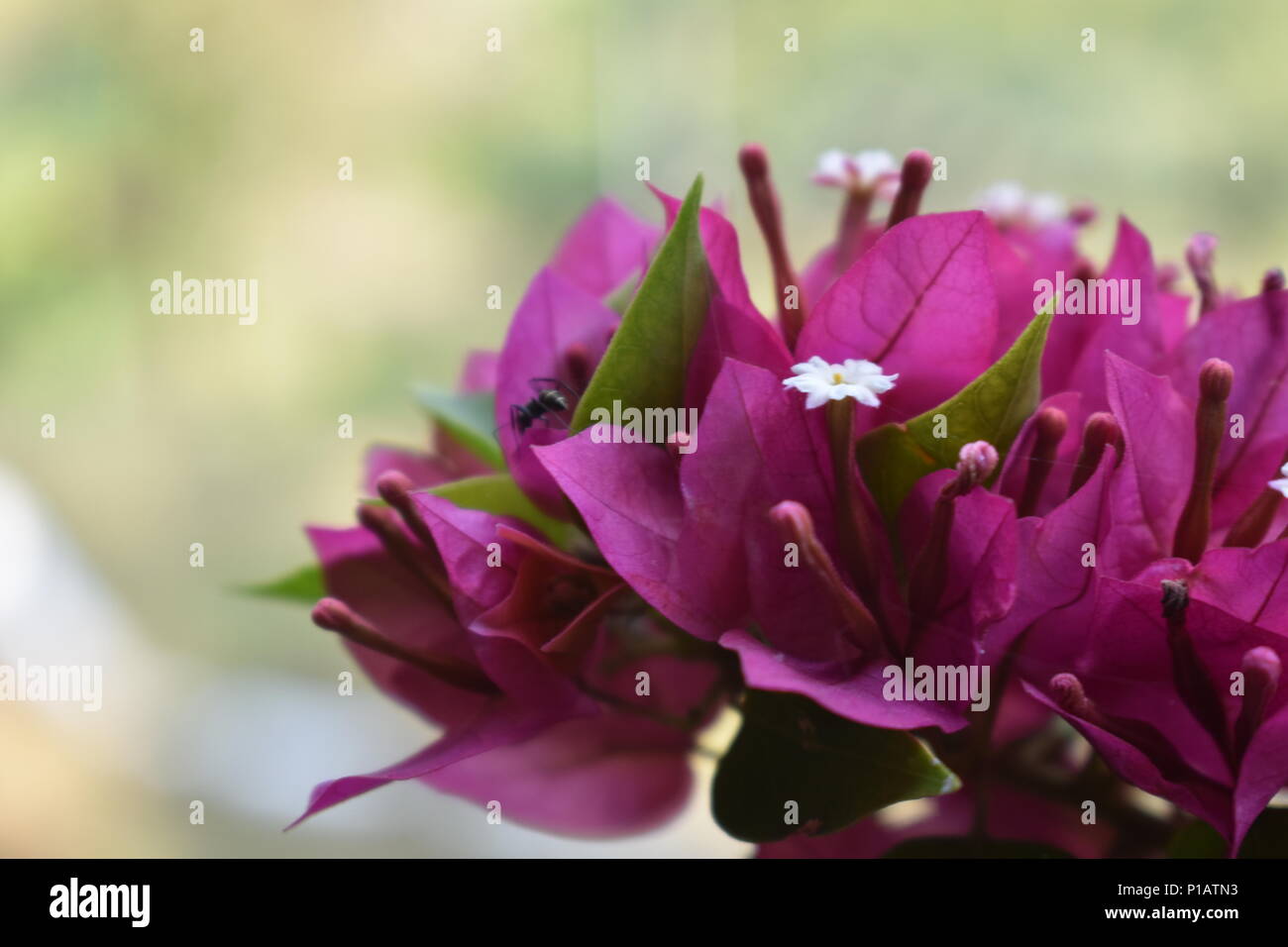Bougainvillea paper flower hi-res stock photography and images - Alamy
