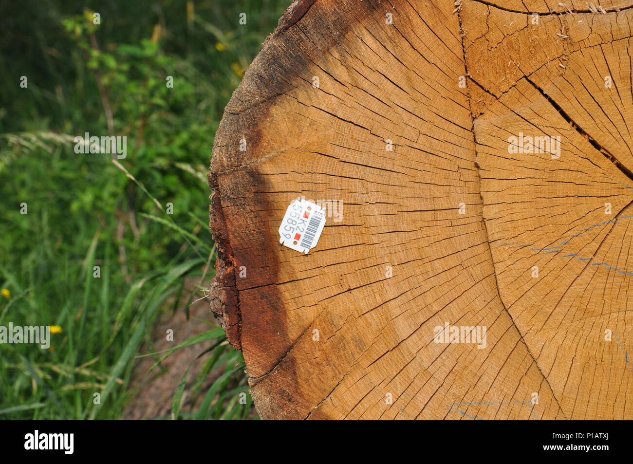 Marked tree hi-res stock photography and images - Alamy