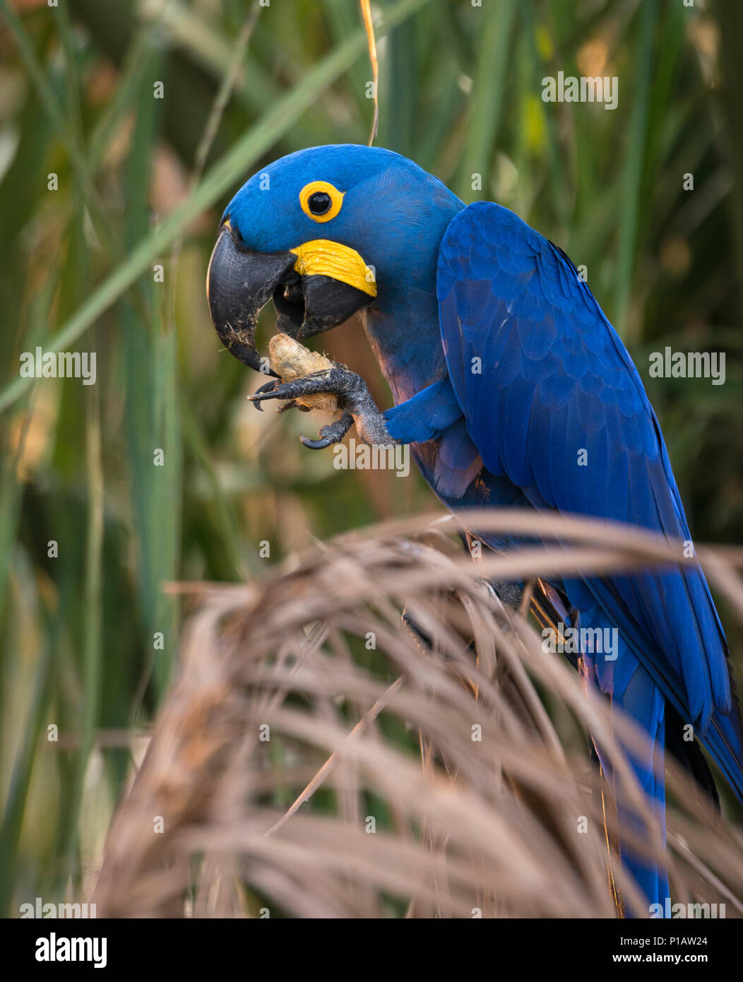 A Hyacinth Macaw from the Pantanal eating its favorite food, the nuts ...