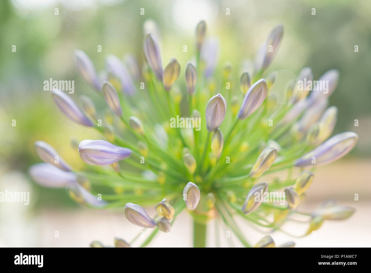 Allium Millenium buds violet4 Stock Photo - Alamy