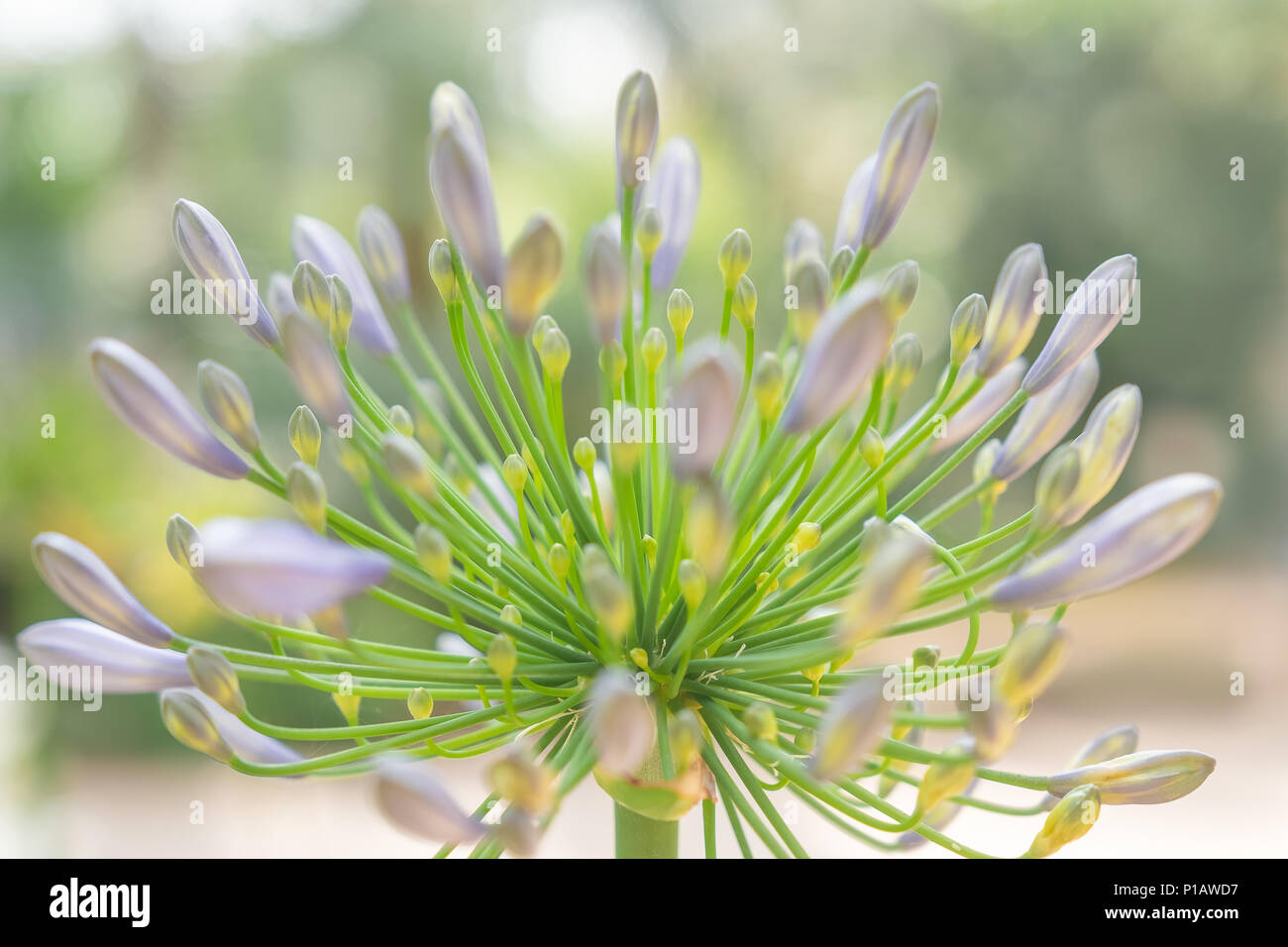 Allium Millenium violet buds3 Stock Photo - Alamy