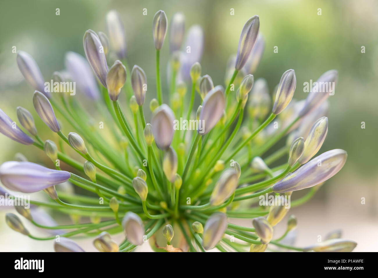 Allium Millenium buds violet1 Stock Photo - Alamy