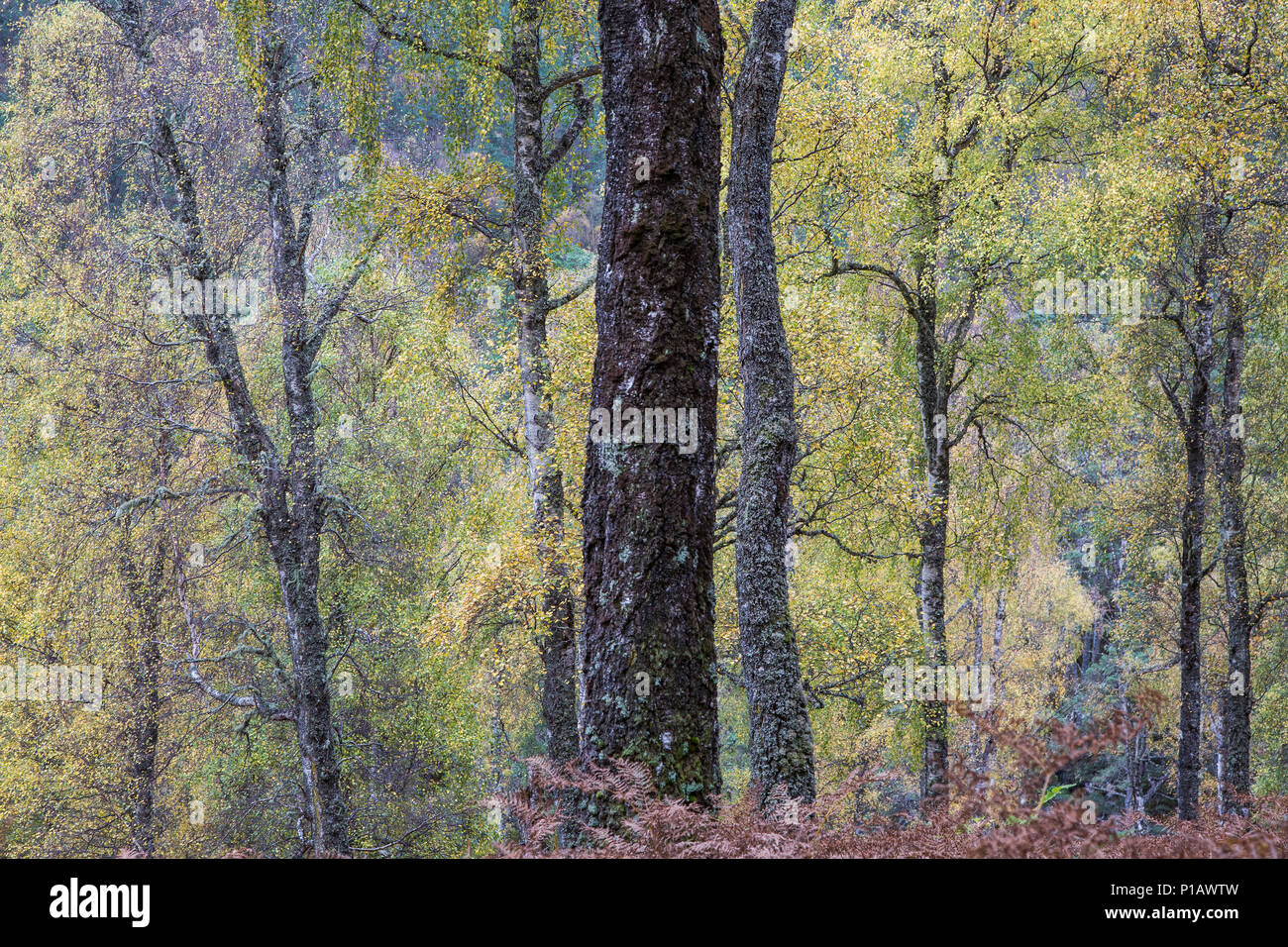 Idyllic autumn trees in woods, Glen Affric, Scotland Stock Photo - Alamy