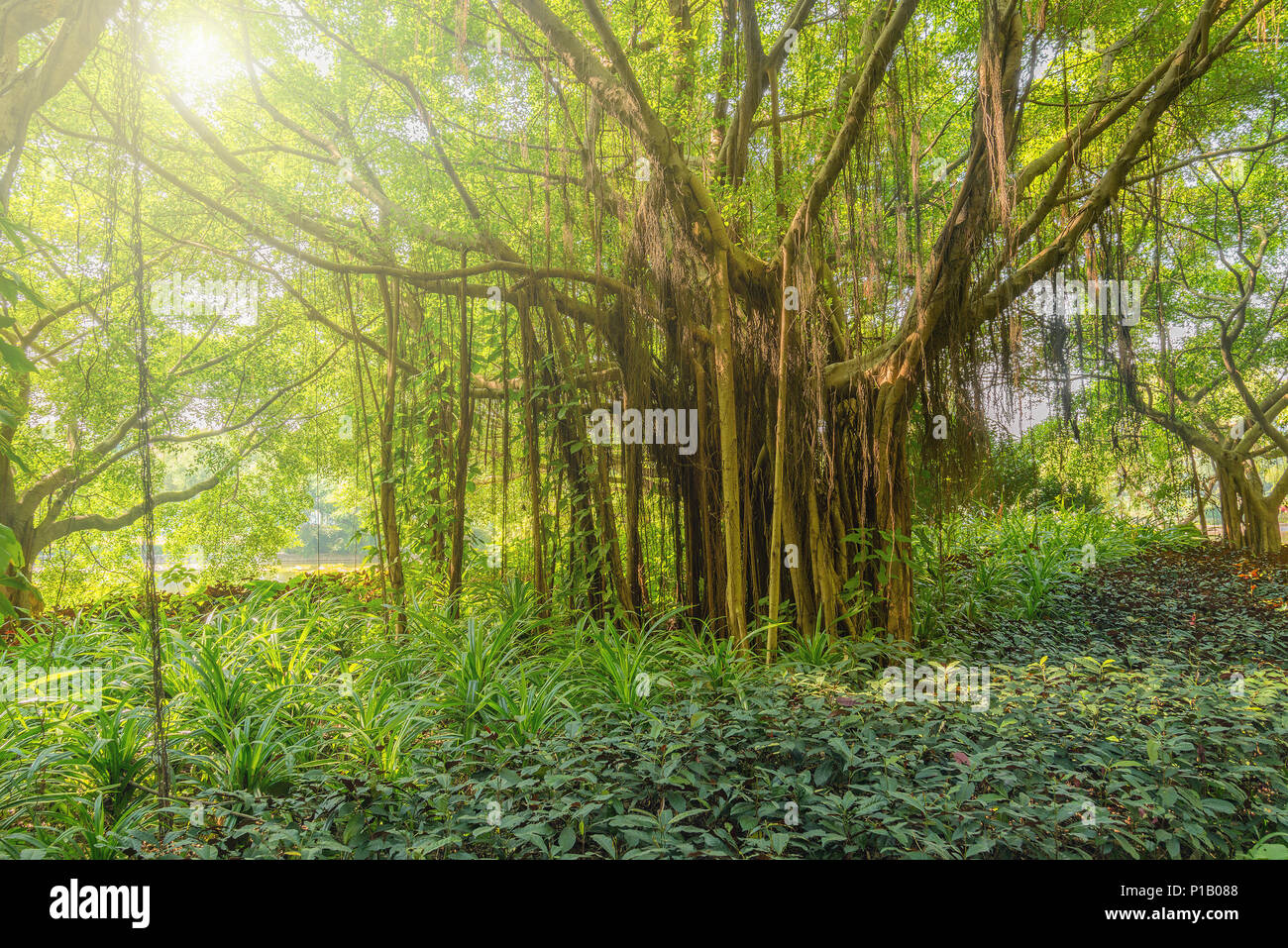 Amazing Banyan Tree branches. City park. Shenzhen. China Stock Photo ...