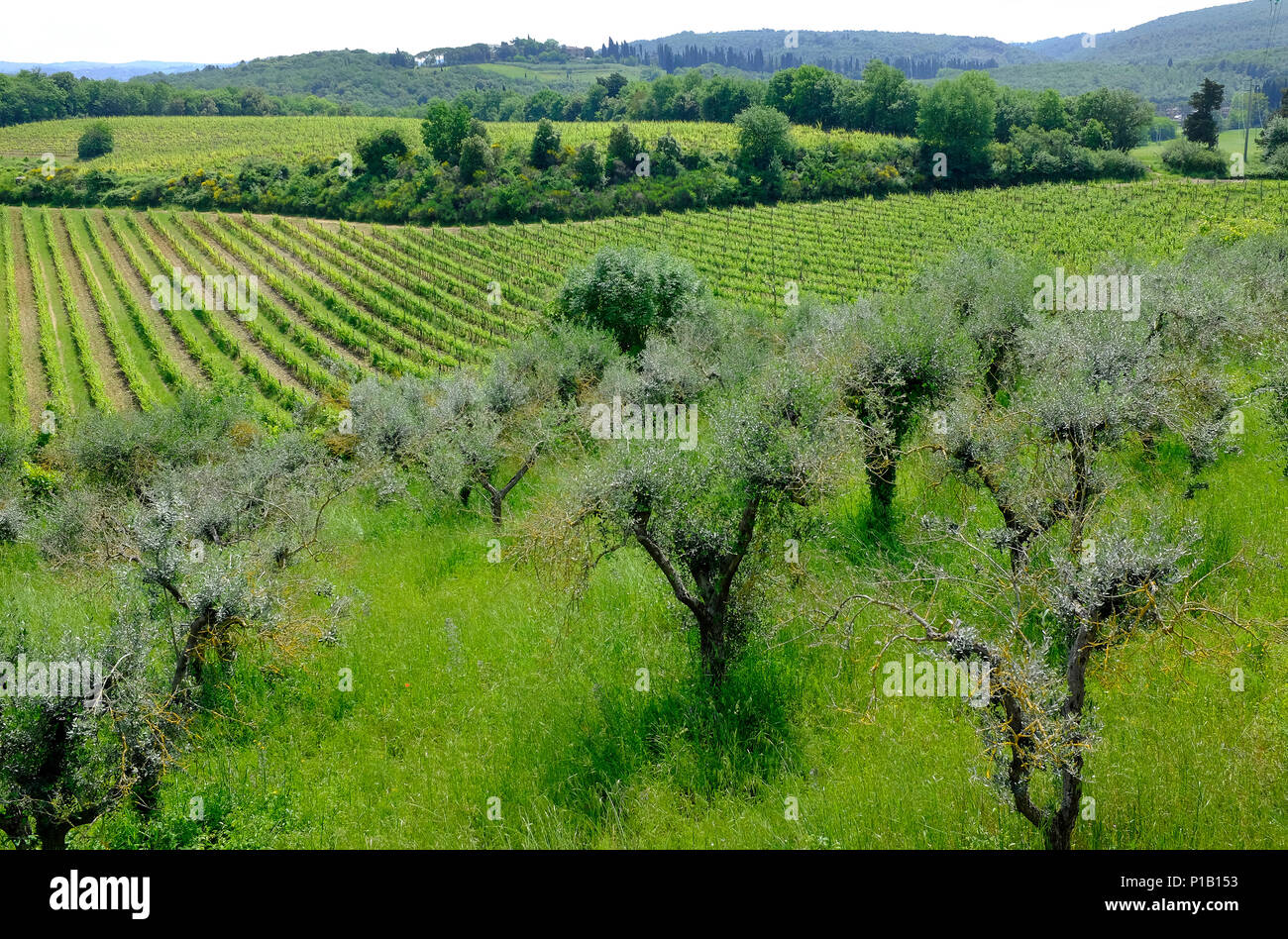 Vineyard and olive trees hi-res stock photography and images - Alamy