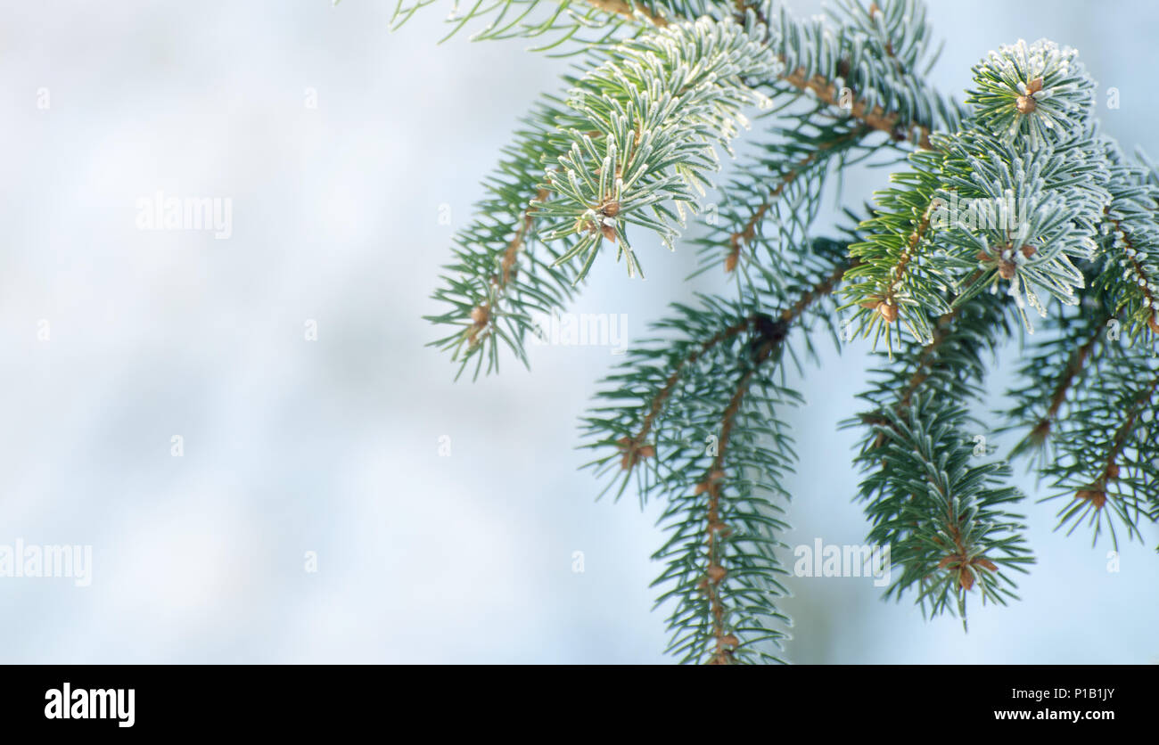 Christmas, Winter Background With Frosty Pine Tree. Seasonal Backdrop ...