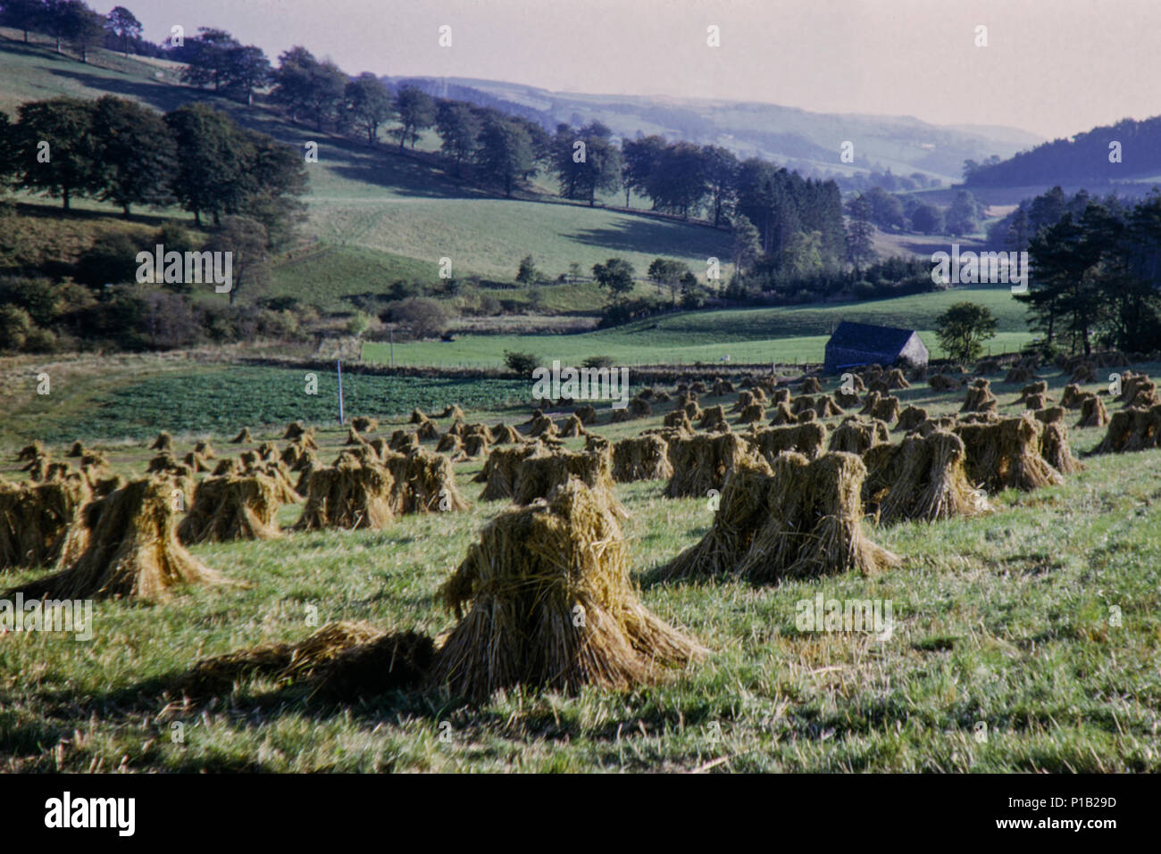 1960s hay hi-res stock photography and images - Alamy