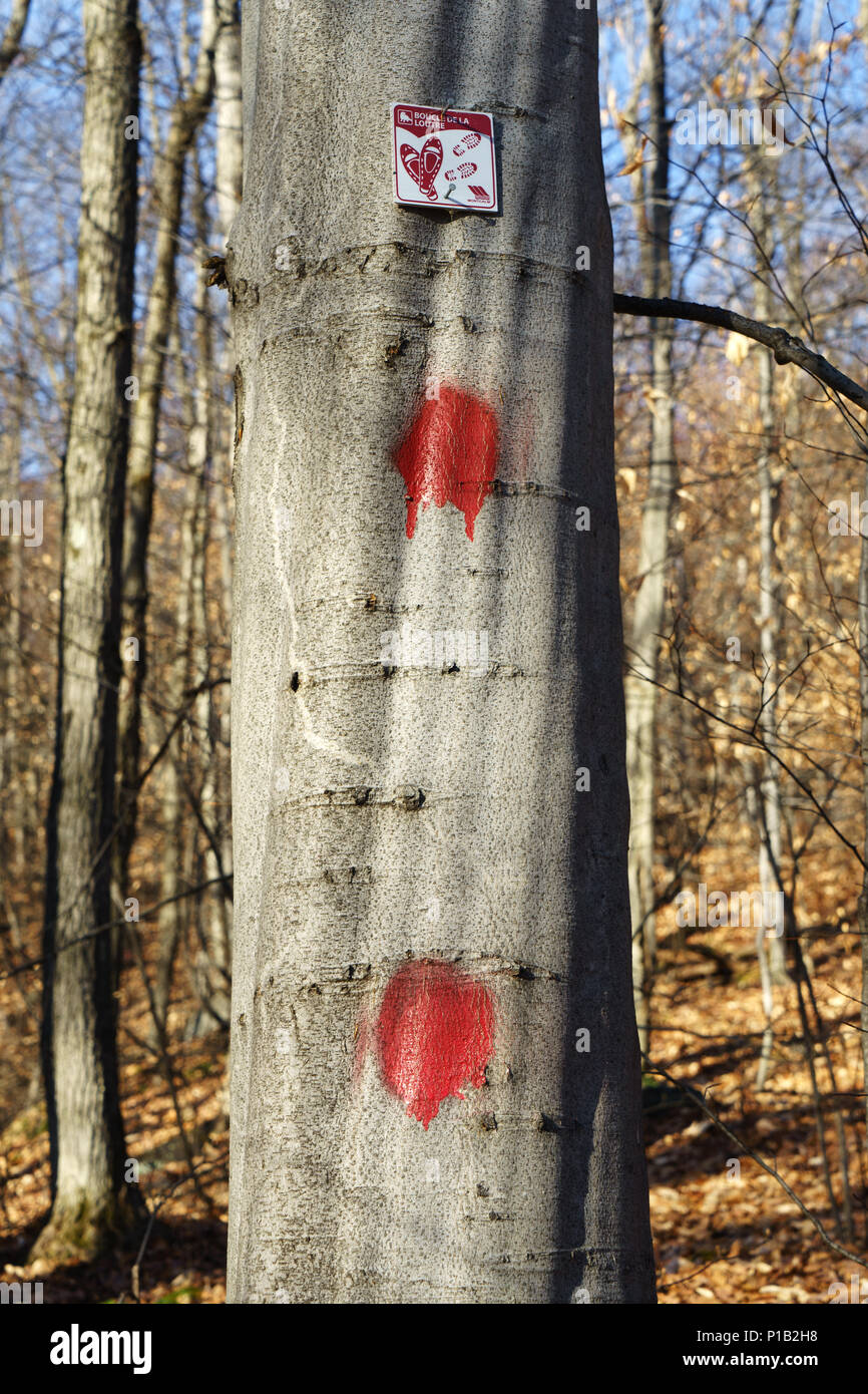 Blaze markers hi-res stock photography and images - Alamy