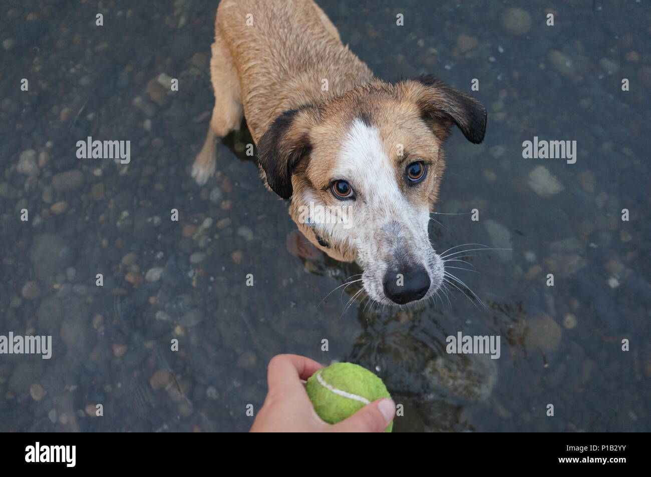 Thrown into the water hi-res stock photography and images - Alamy