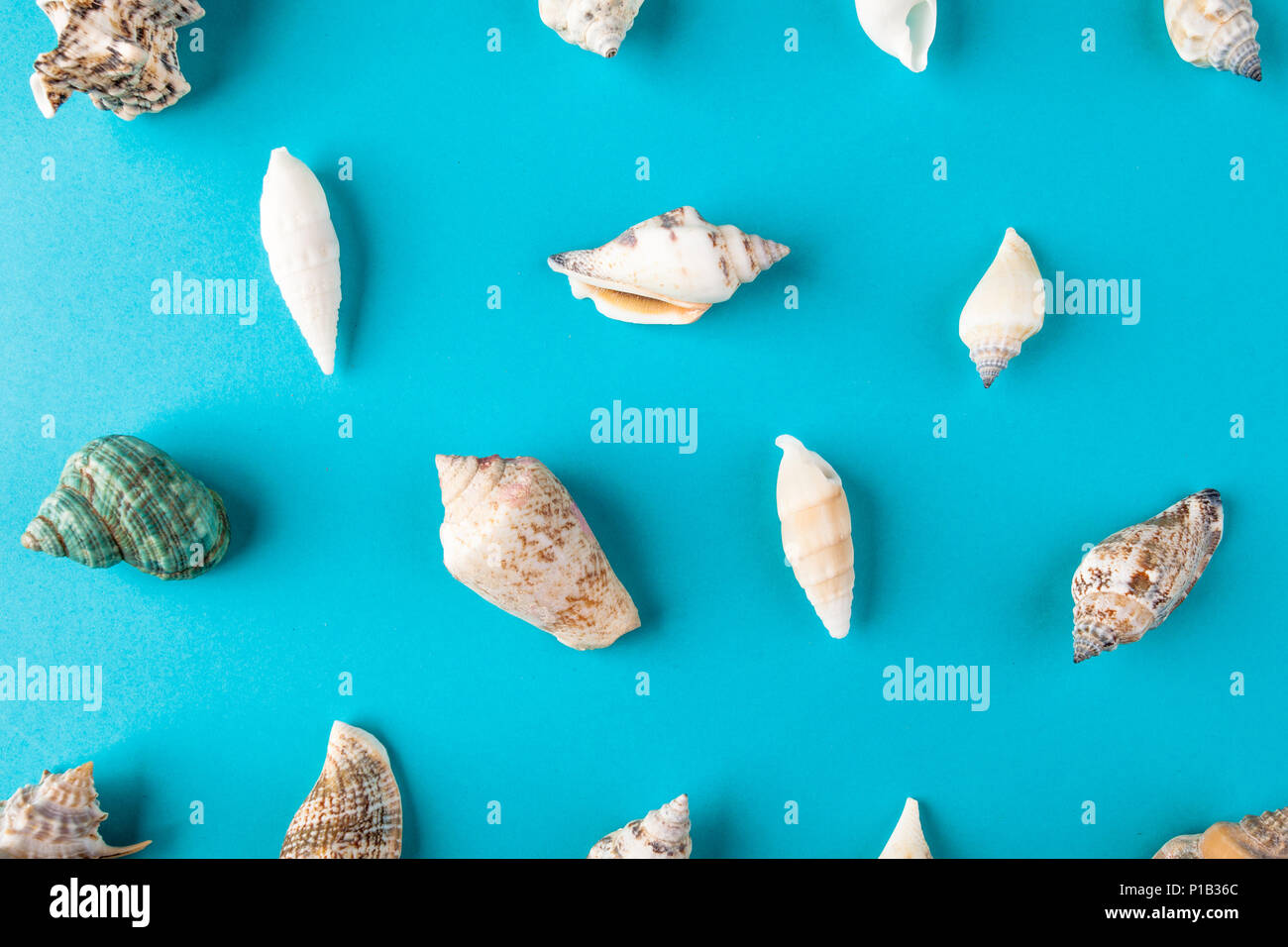 Set shells. Minimal art design Stock Photo - Alamy