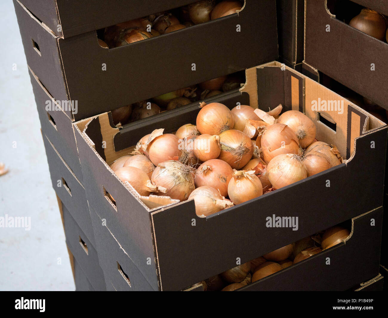 Packaging and sorting of onions in a vegetable wholesaler Stock Photo ...