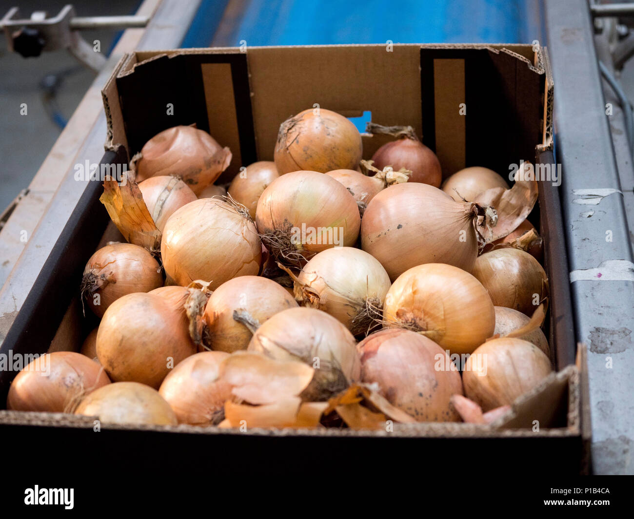 Packaging and sorting of onions in a vegetable wholesaler Stock Photo ...