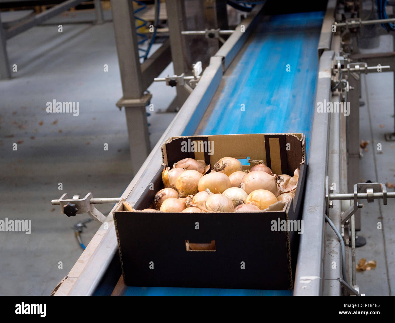 Packaging and sorting of onions in a vegetable wholesaler Stock Photo ...