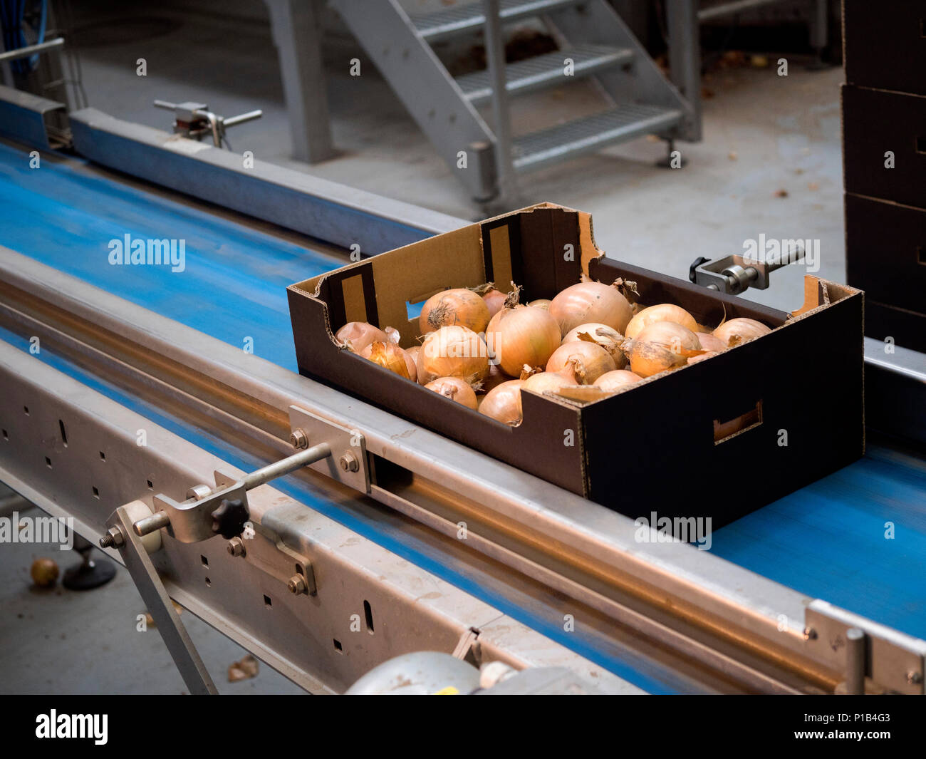 Packaging and sorting of onions in a vegetable wholesaler Stock Photo ...