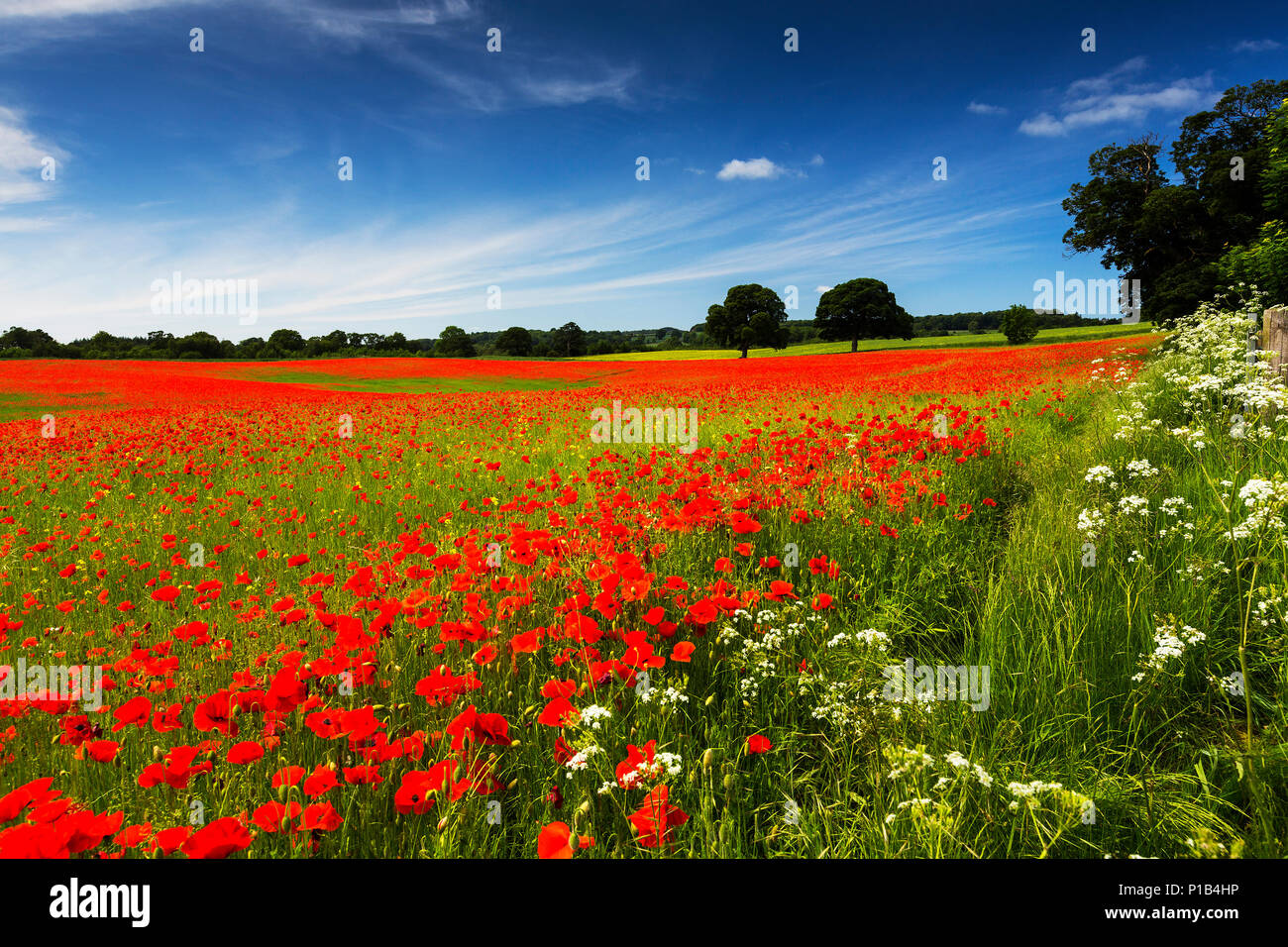 A poppy field in Northumberland, UK Stock Photo - Alamy