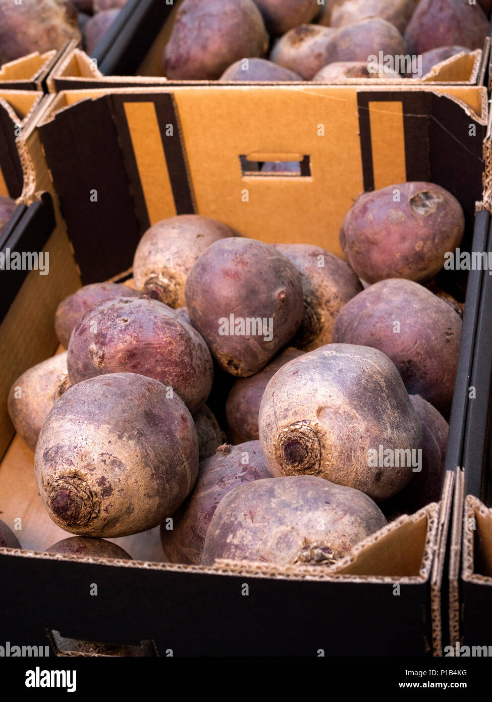 Packing and sorting of red beets in a vegetable warehouse Stock Photo ...