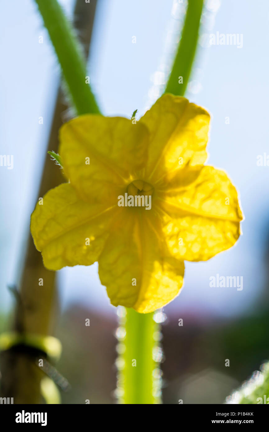 Cucumber Plant Yellow Flower High Resolution Stock Photography and ...