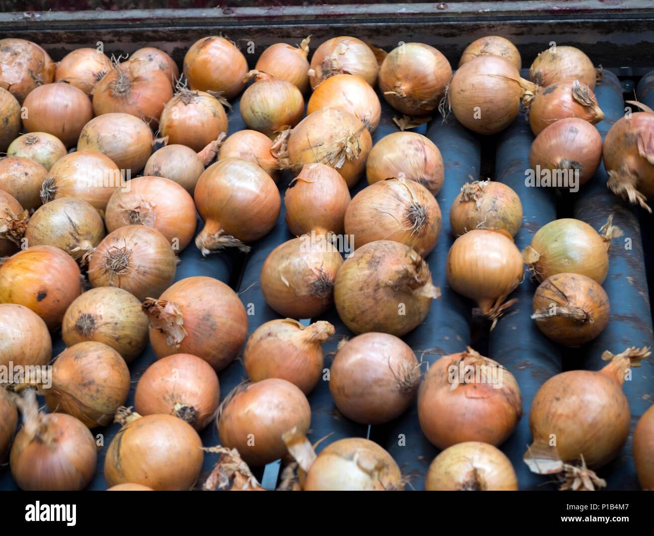 Packaging and sorting of onions in a vegetable wholesaler Stock Photo ...