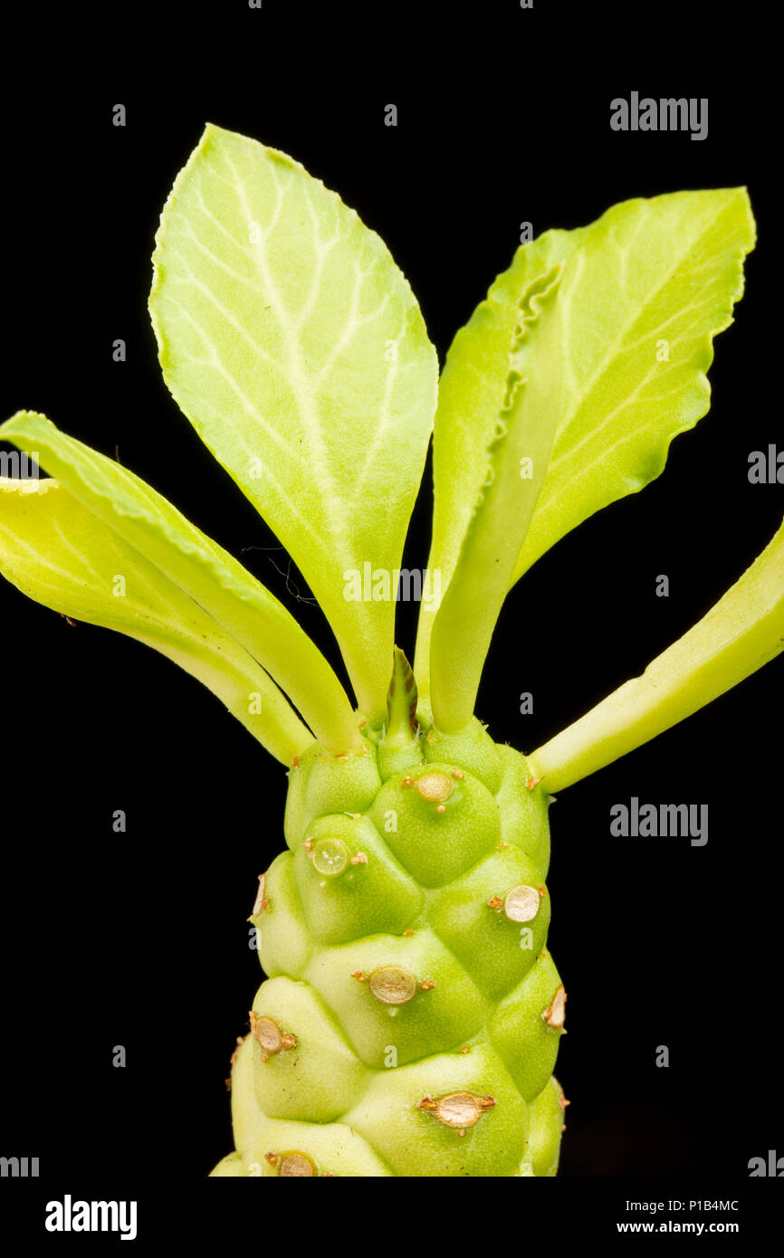 Monadenium hi-res stock photography and images - Alamy